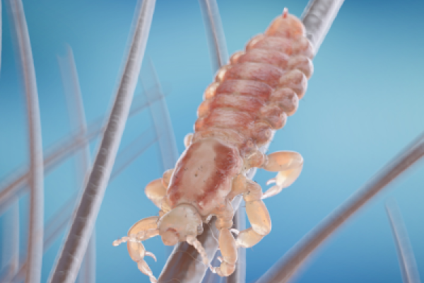 Quelles sont les caractéristiques de reproduction des poux